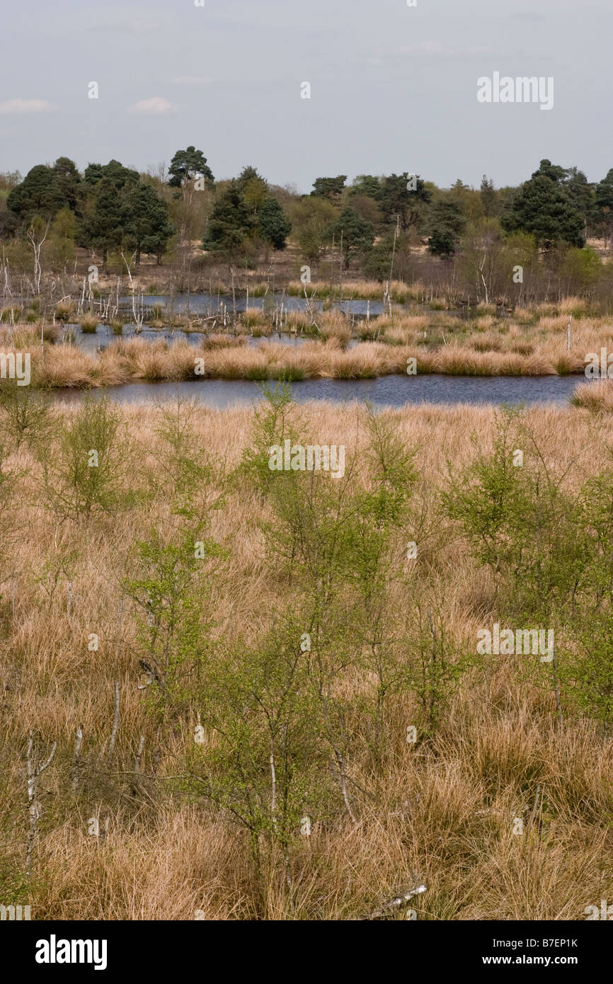 Skipwith Common Nature Reserve East Yorkshire Stock Photo - Alamy
