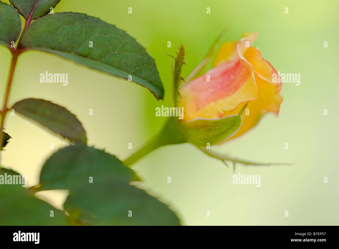 Yellow Peach Bicolor Rose Profile Stock Photo - Alamy