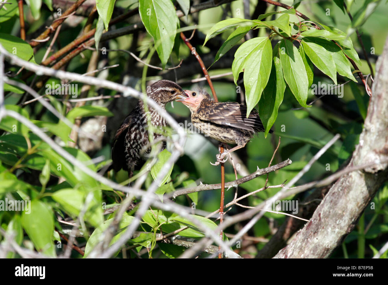 Redwing blackbird and chick Stock Photo - Alamy