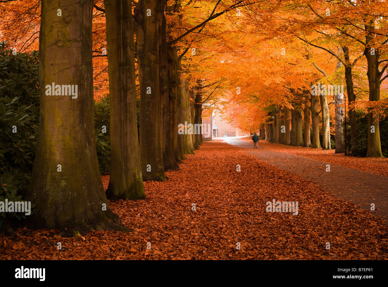 Beautiful autumn colors in the forest Stock Photo - Alamy