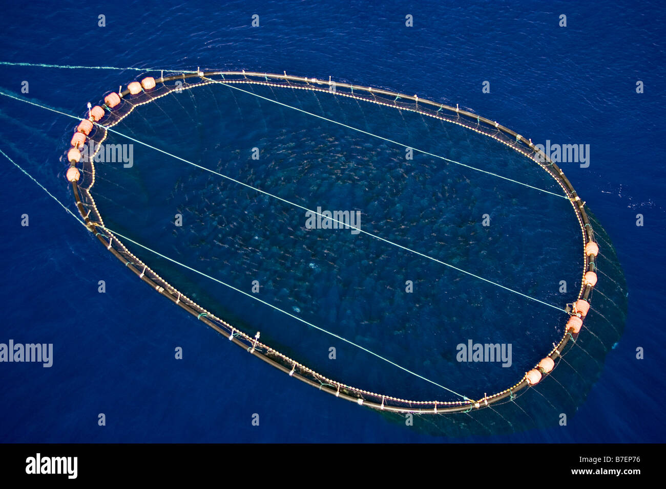 Captive Bluefin Tuna inside a transport cage being taken to Tuna Farm ...