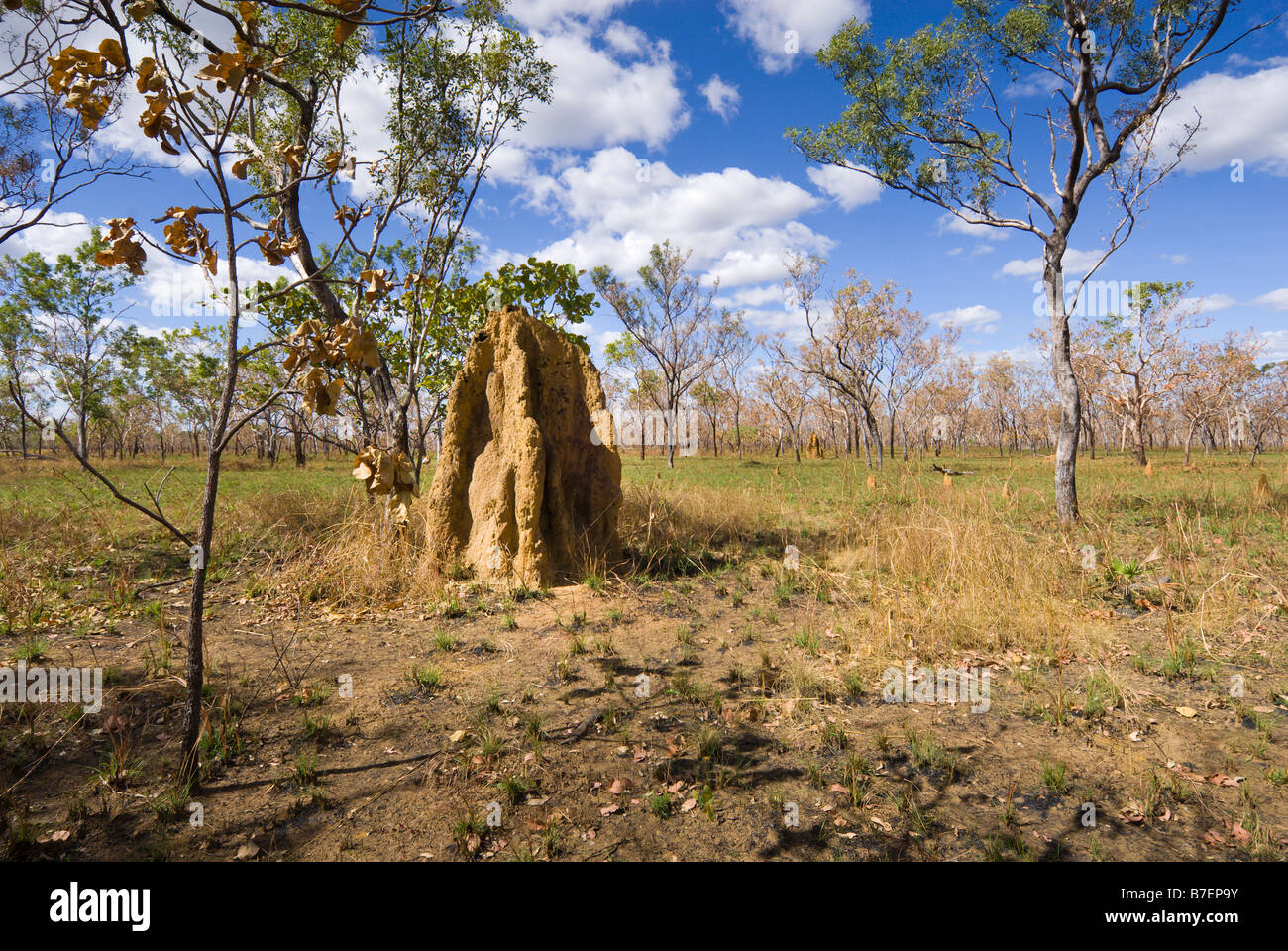 Anthill australia darwin hi-res stock photography and images - Alamy