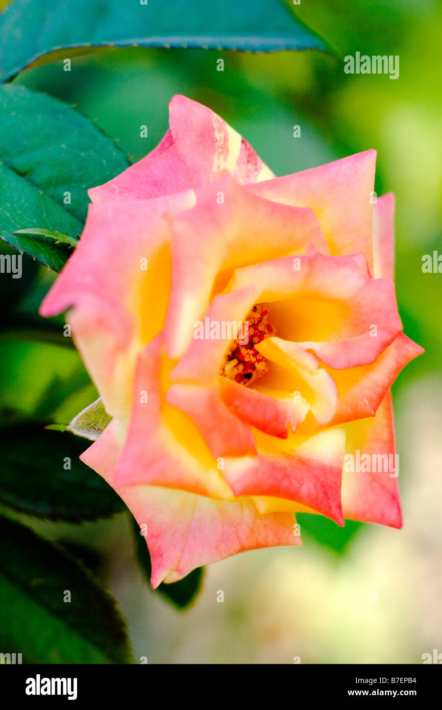 Red gallica rose hi-res stock photography and images - Alamy