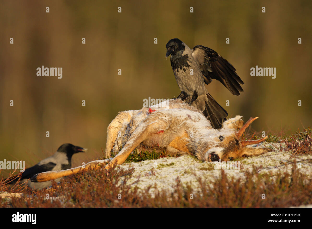 Hooded Crow Corvus corone cornix sitting on the carcass of a Roe Deer ...