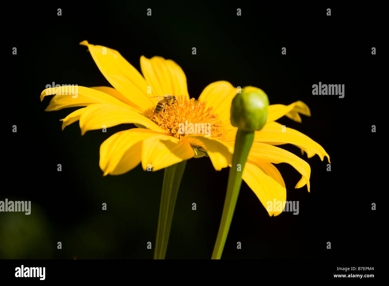 Marigold tree hi-res stock photography and images - Alamy