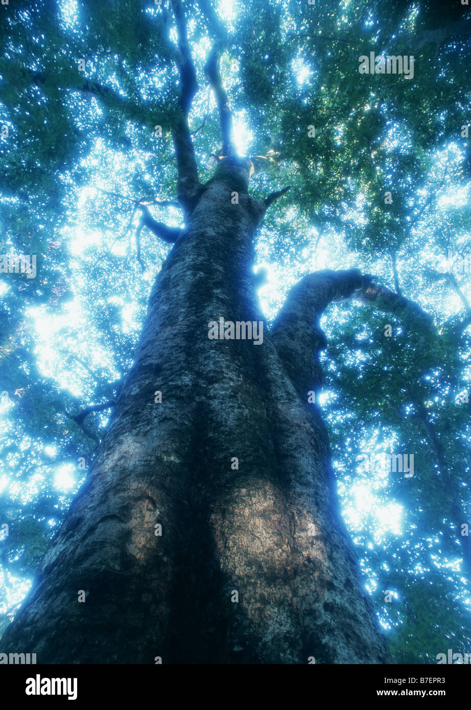 Big Tree Leaves High Resolution Stock Photography and Images - Alamy