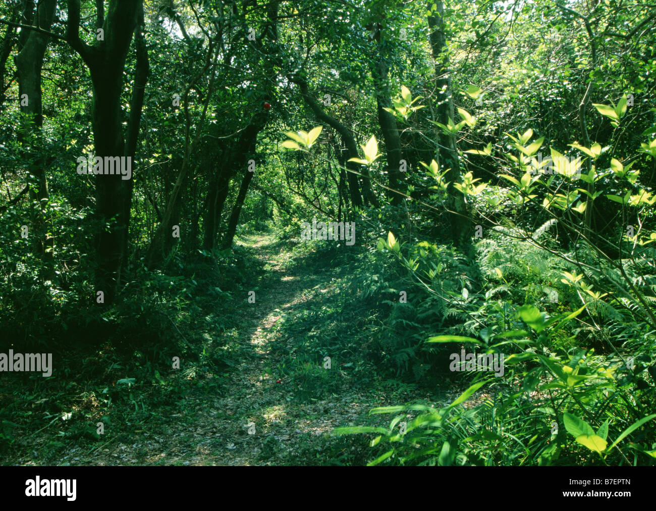 Miyazaki shi hi-res stock photography and images - Alamy