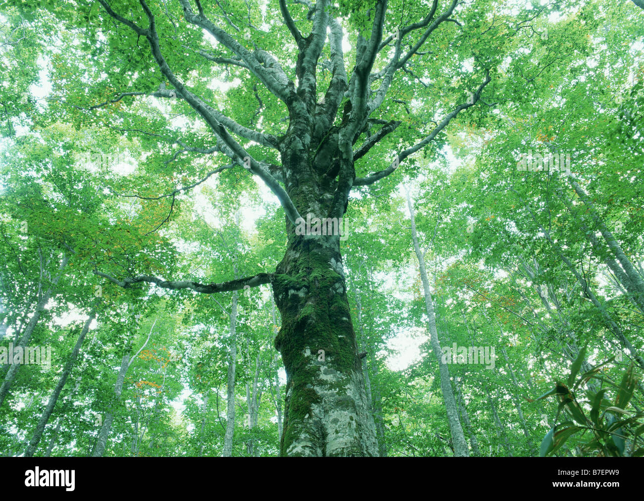 Beech stick hi-res stock photography and images - Alamy