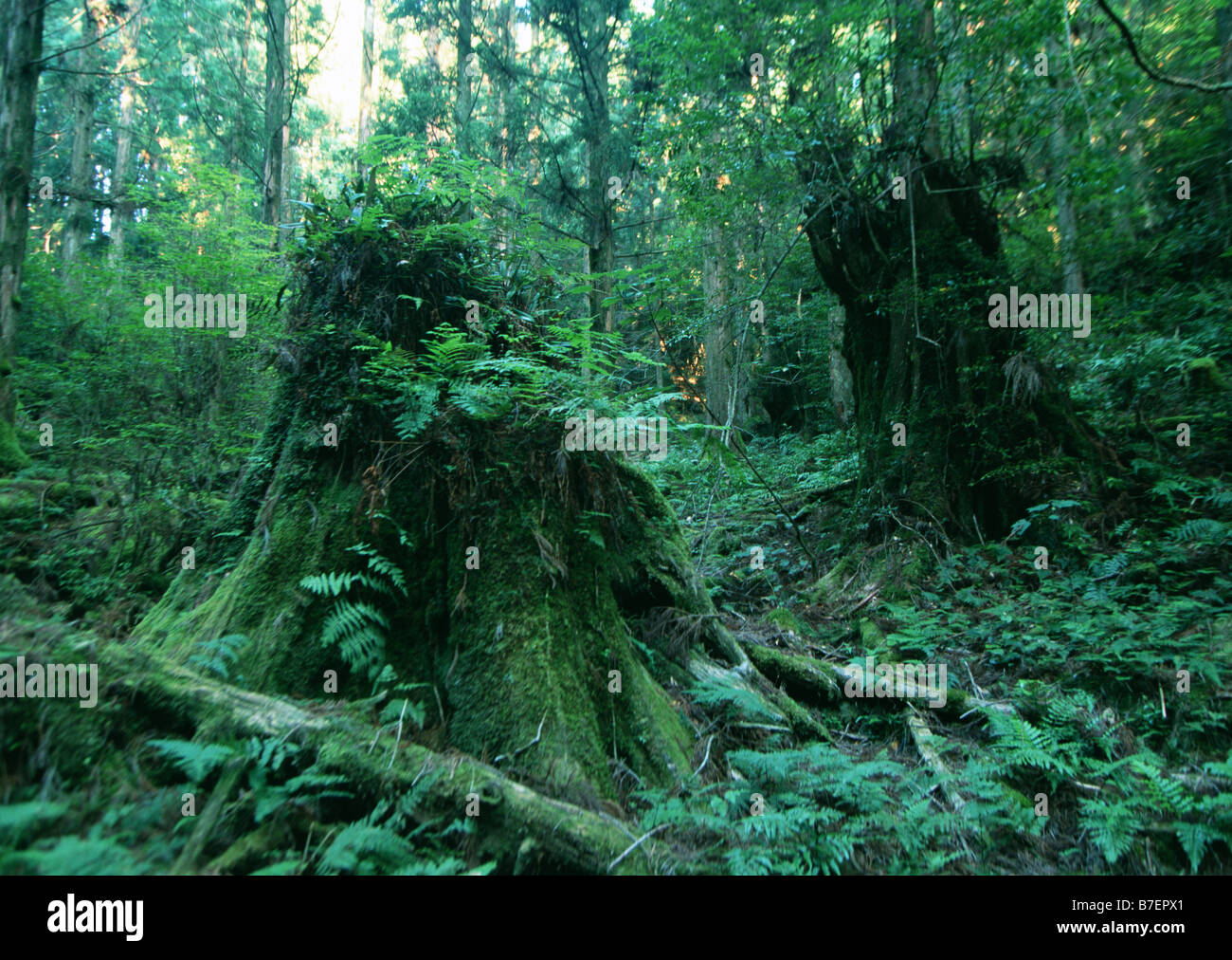 Yaku hi-res stock photography and images - Alamy