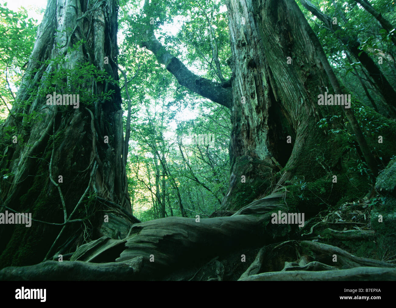 Japan world heritage yaku hi-res stock photography and images - Alamy