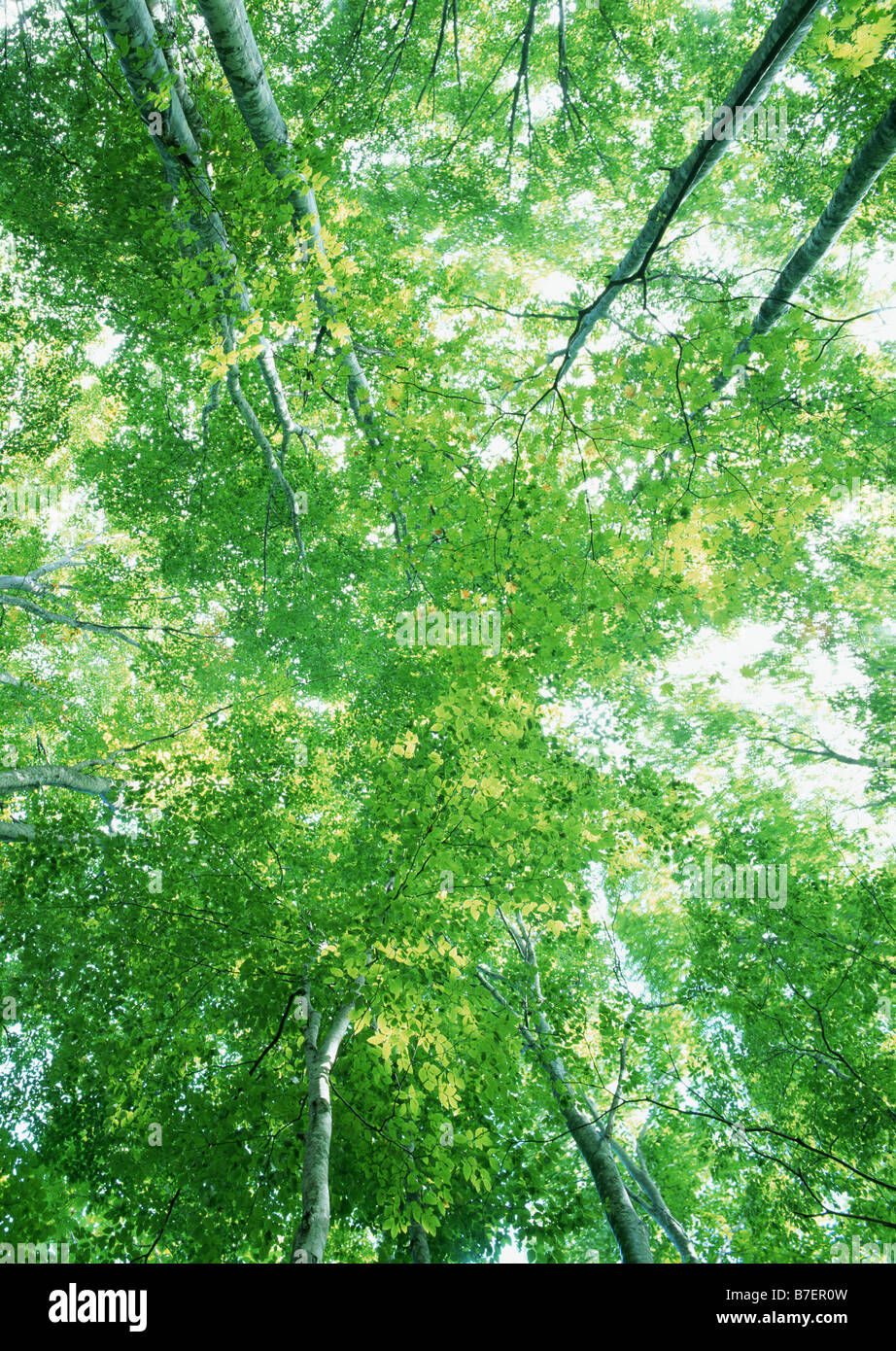 Beech tree trunk leaf inside hi-res stock photography and images - Alamy