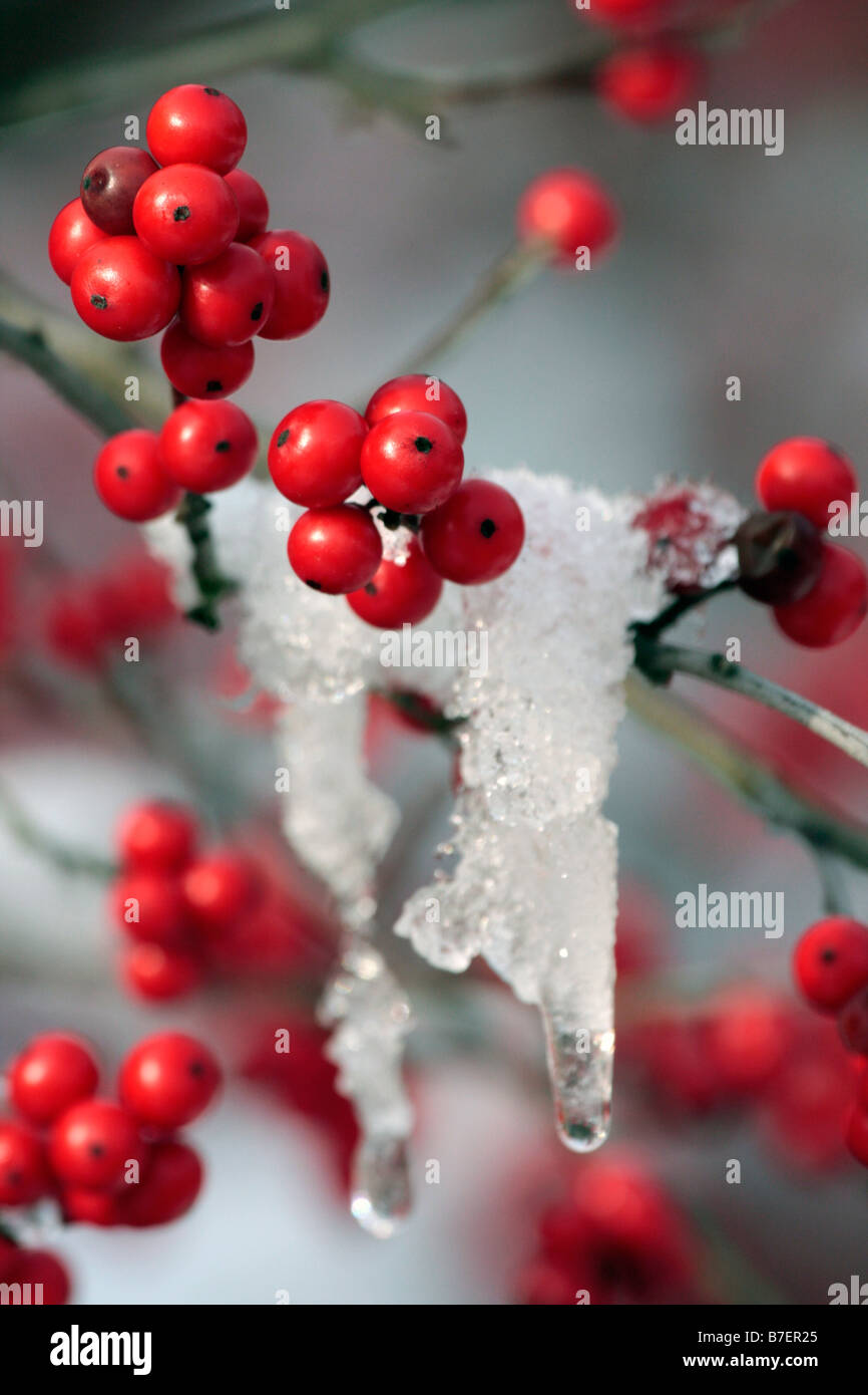 Winter berries snow hi-res stock photography and images - Alamy
