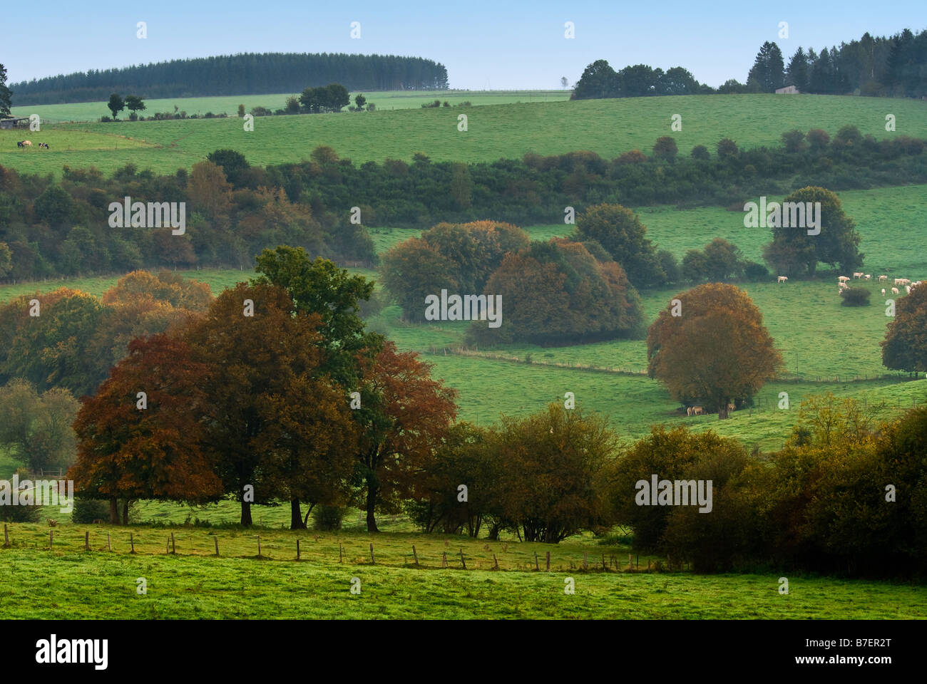 Belgium landscape cow hi-res stock photography and images - Alamy