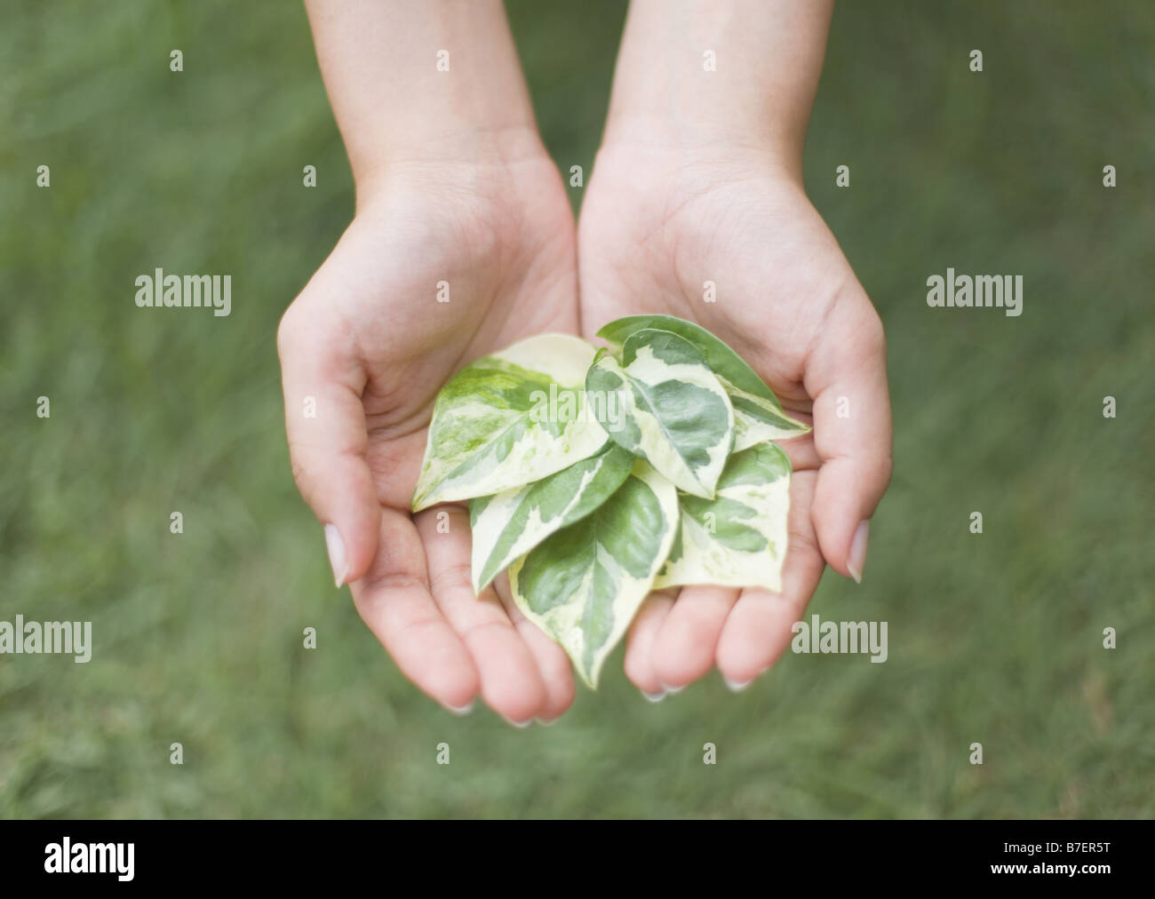 Woman's hands holding leaves Stock Photo - Alamy