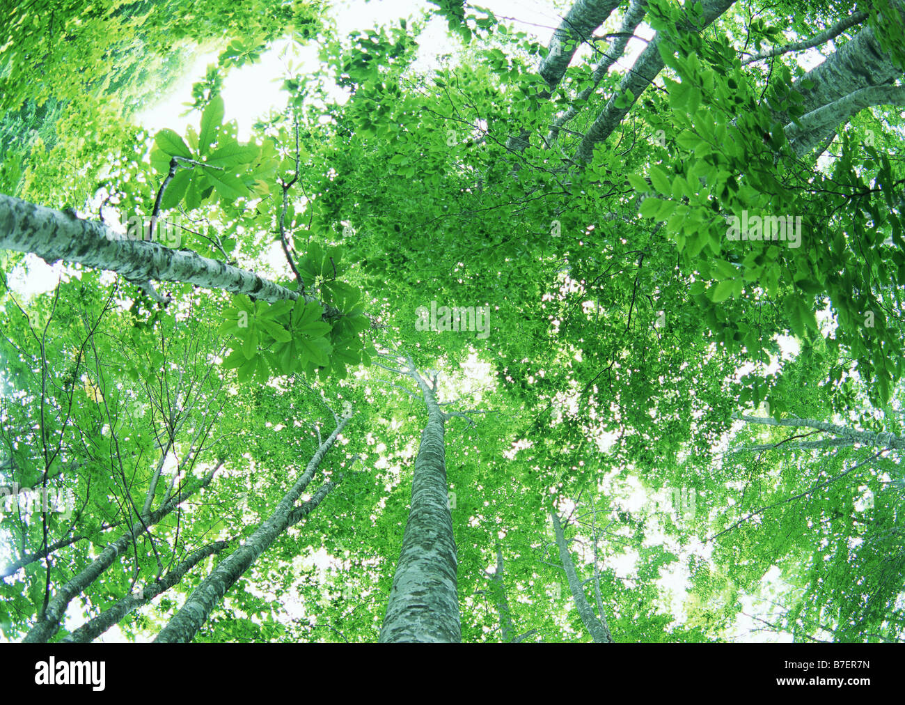 Beech tree trunk leaf inside hi-res stock photography and images - Alamy