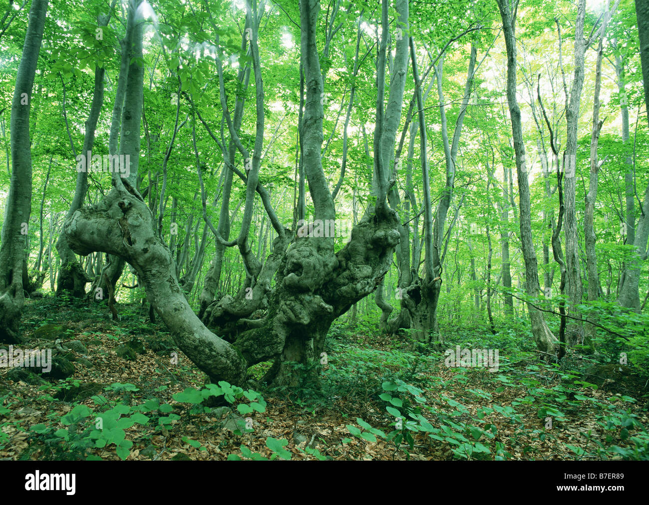 Yuza hi-res stock photography and images - Alamy