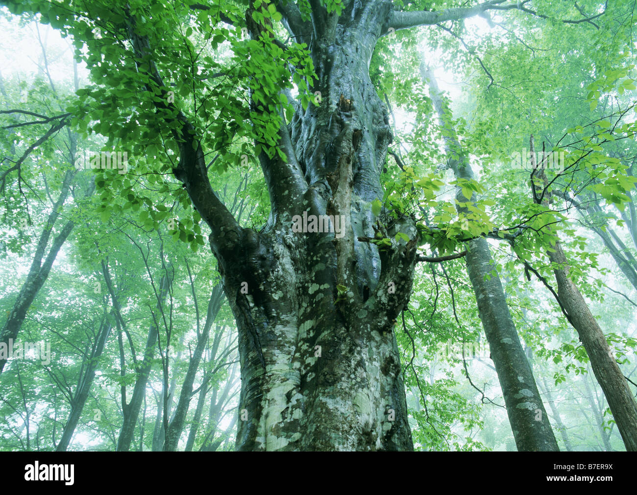 Beech tree trunk leaf inside hi-res stock photography and images - Alamy