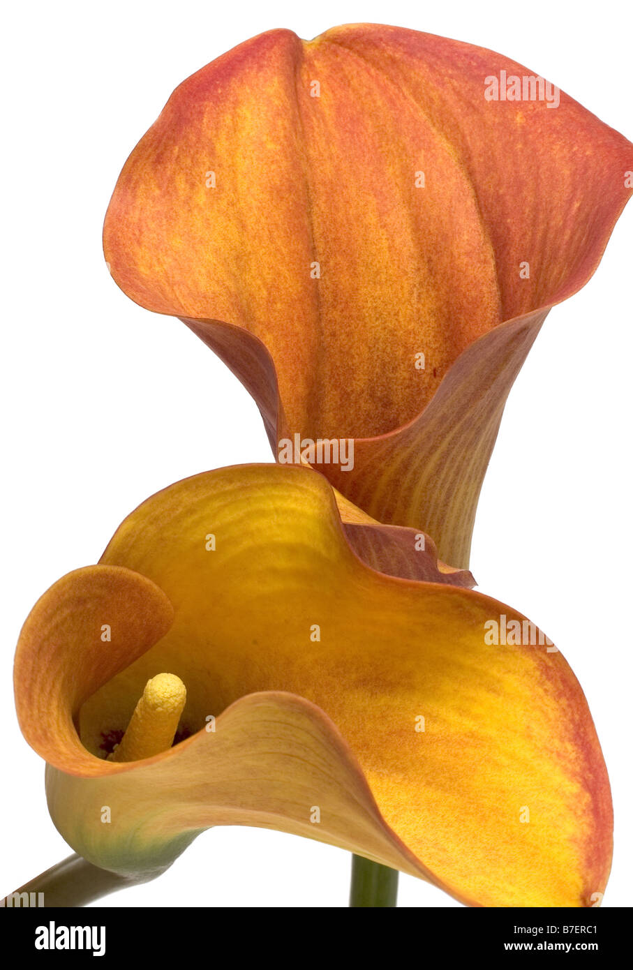 Calas hi-res stock photography and images - Alamy
