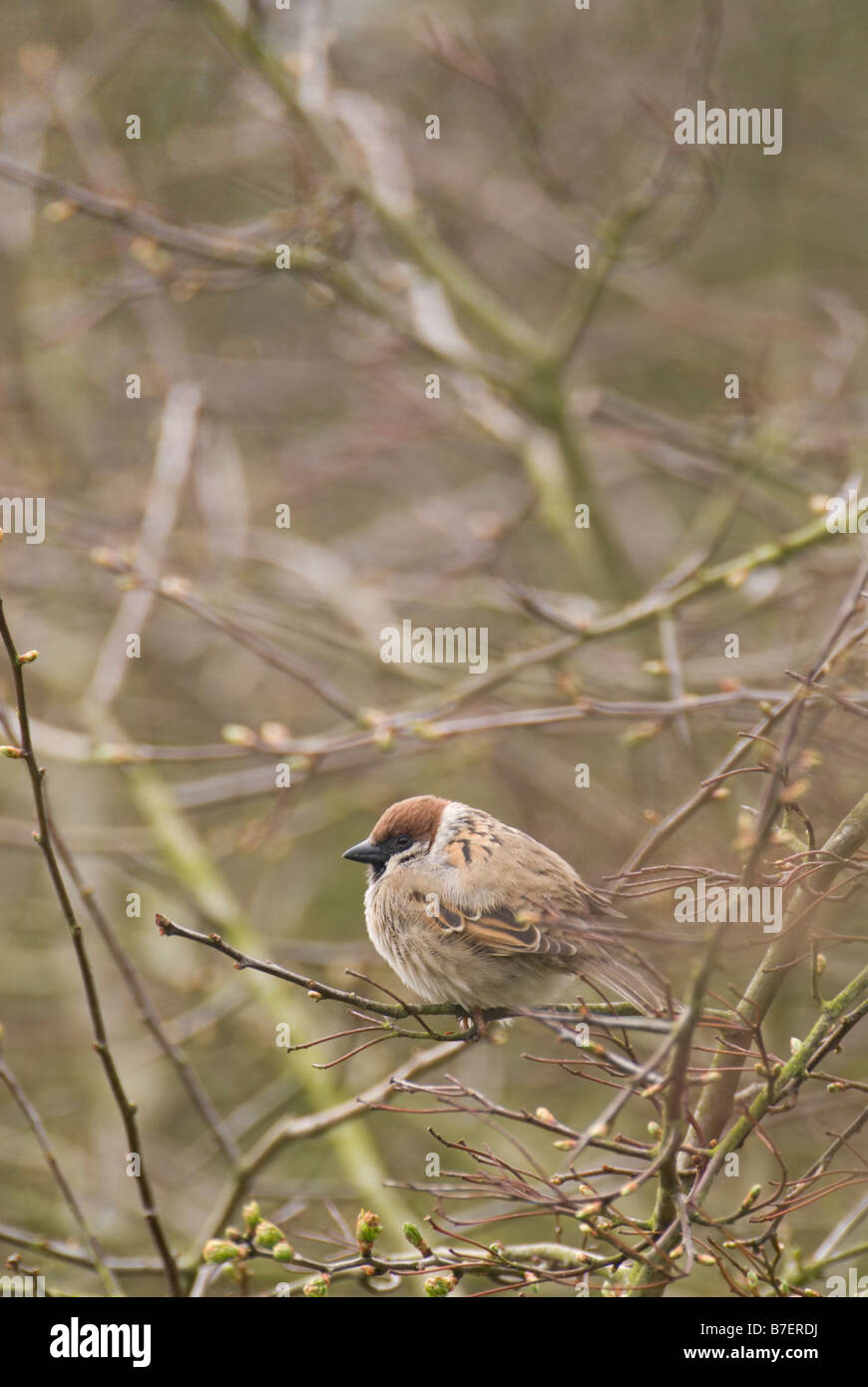 Tree sparrow bempton cliffs hi-res stock photography and images - Alamy