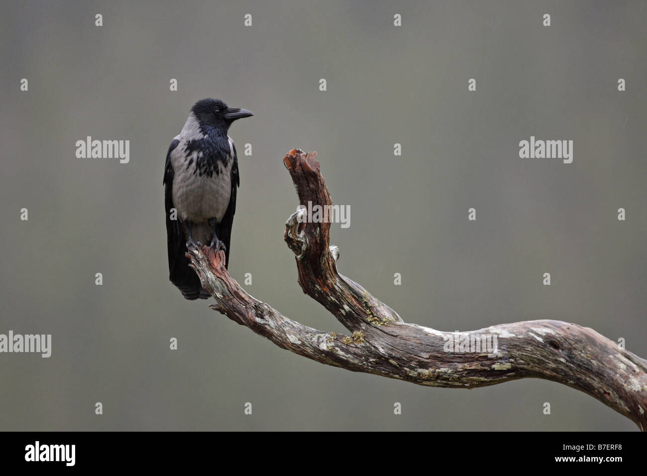 Rain crow hi-res stock photography and images - Alamy
