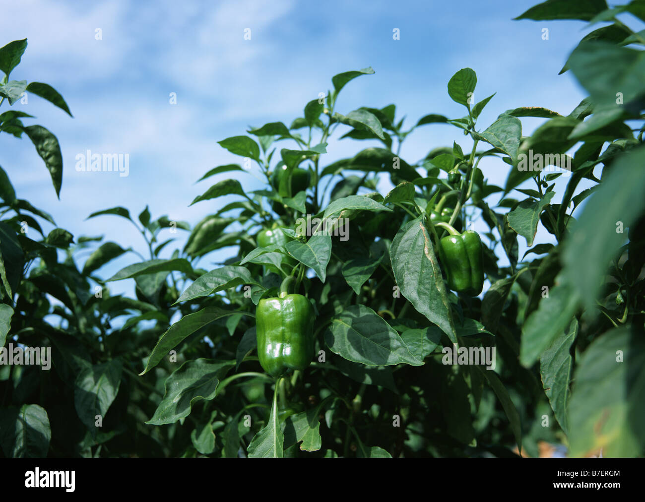 Bell Pepper Field Stock Photo - Alamy
