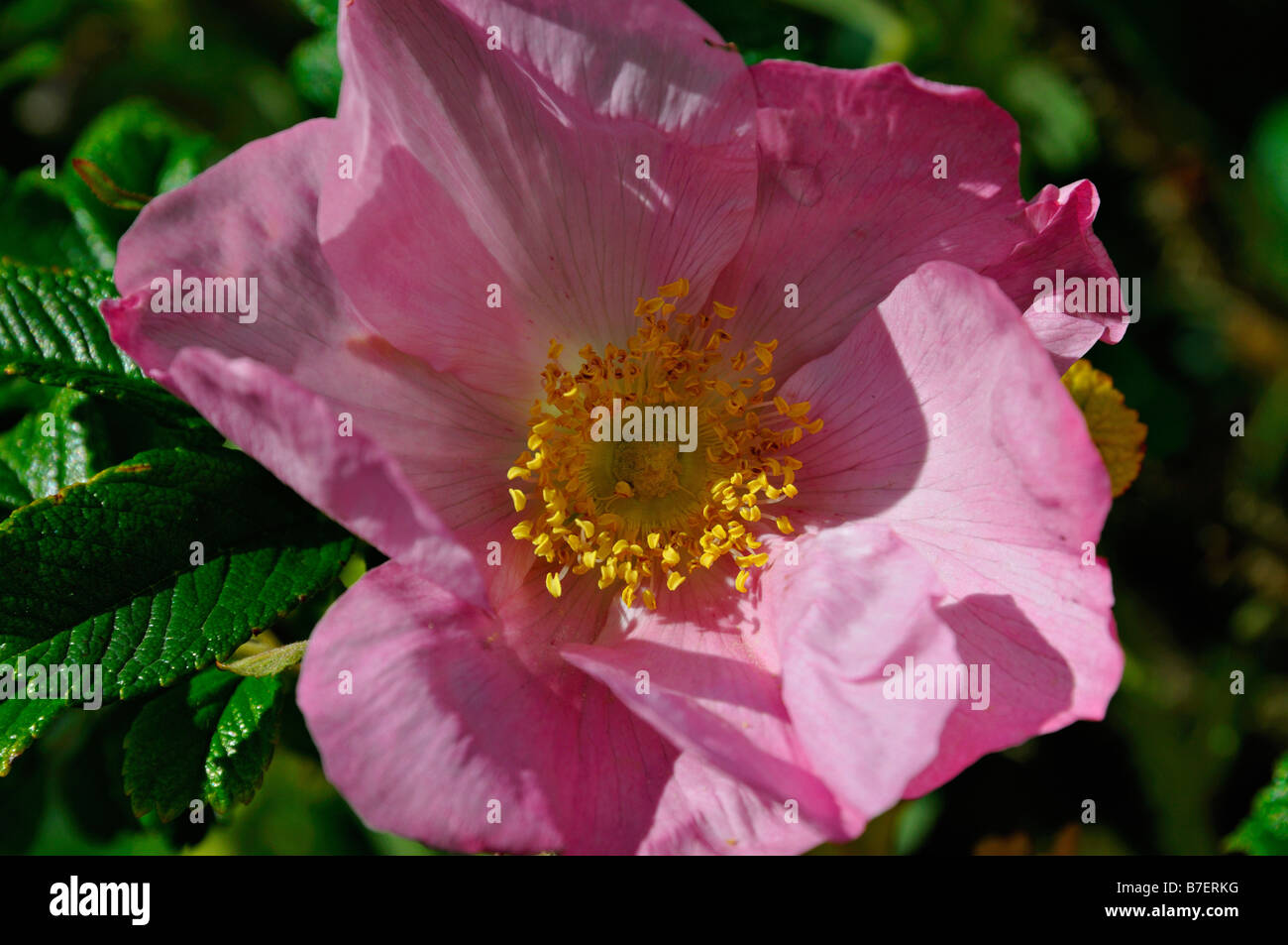 Close up of dark pink wild rose growing in a garden hedgerow Killin ...