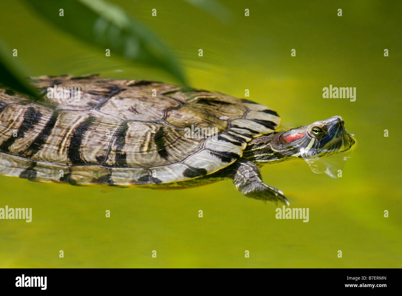 Red ear terrapin hi-res stock photography and images - Alamy