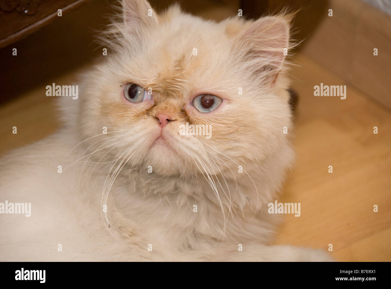 Himmies hi-res stock photography and images - Alamy