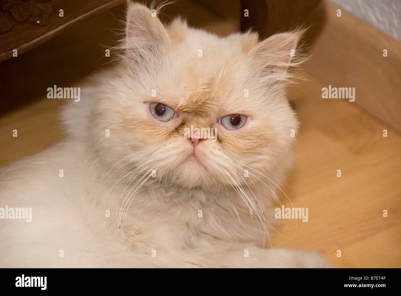Animal animals himalayan hi-res stock photography and images - Alamy