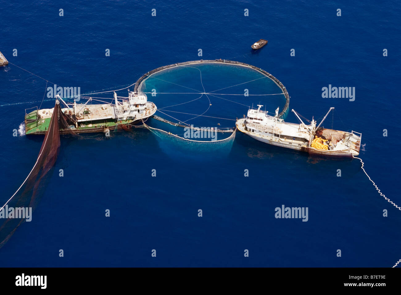 Turkish Tuna Fleet Purse Seine fishing for Bluefin Tuna, Turkey Stock ...