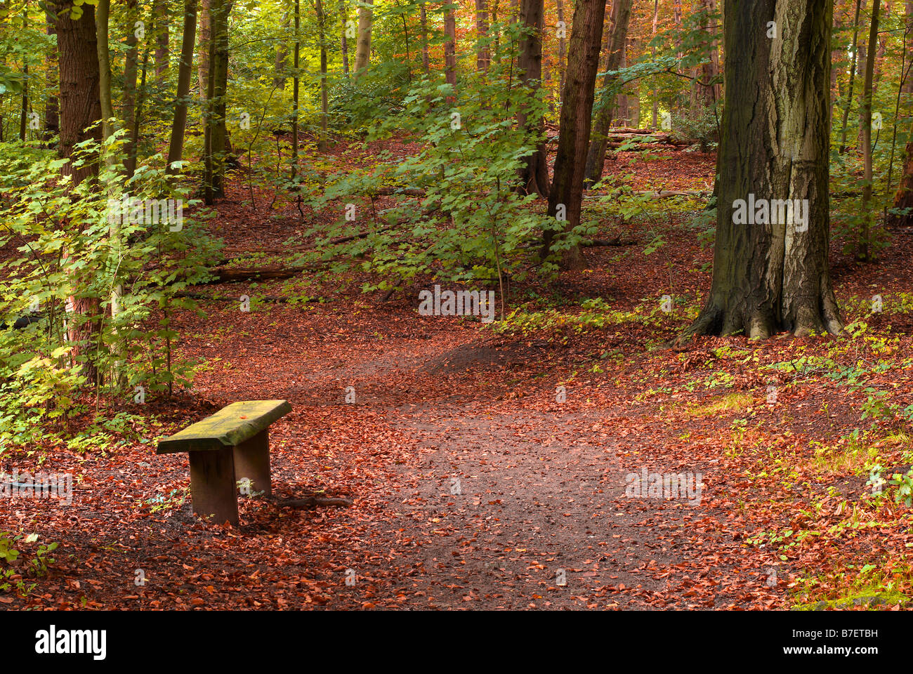 Beautiful autumn colors in the forest Stock Photo - Alamy