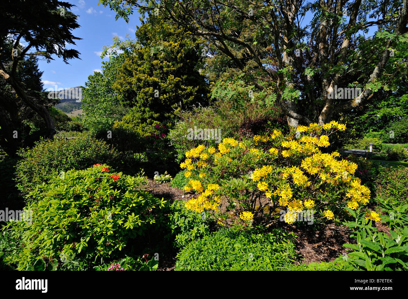 Shrubbery and bushes including a bright yellow flowering azalea Killin ...