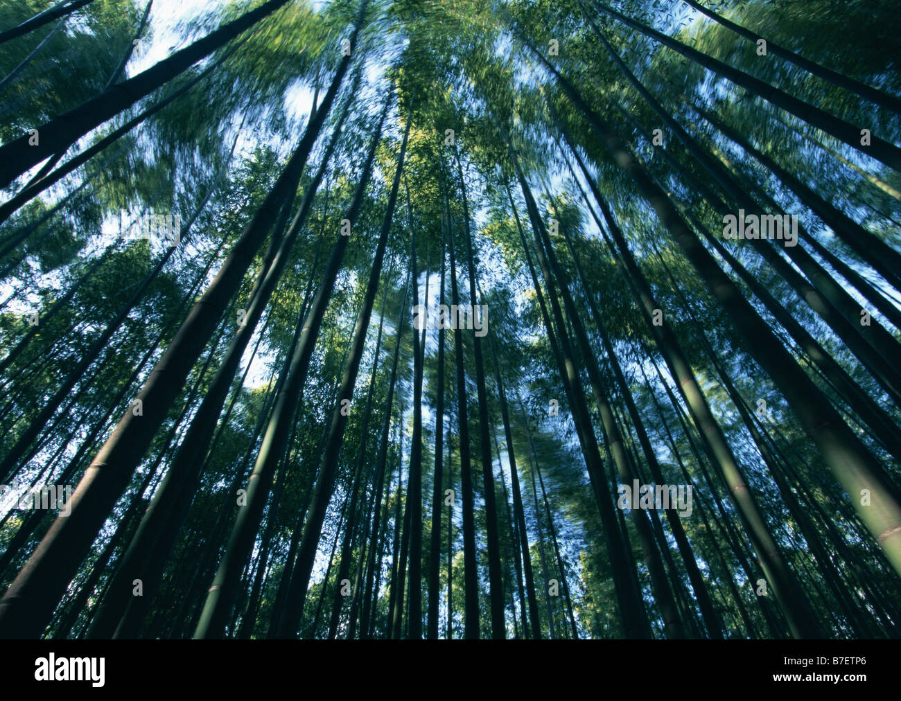Pine tree forest Stock Photo - Alamy