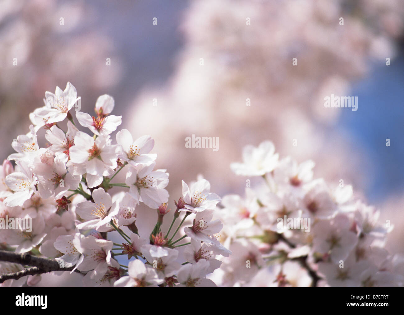 Full bloom cherry image hi-res stock photography and images - Alamy