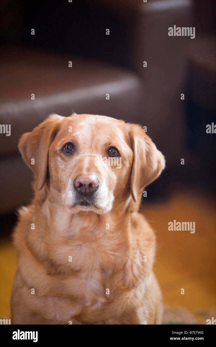 Retriever cross hi-res stock photography and images - Alamy