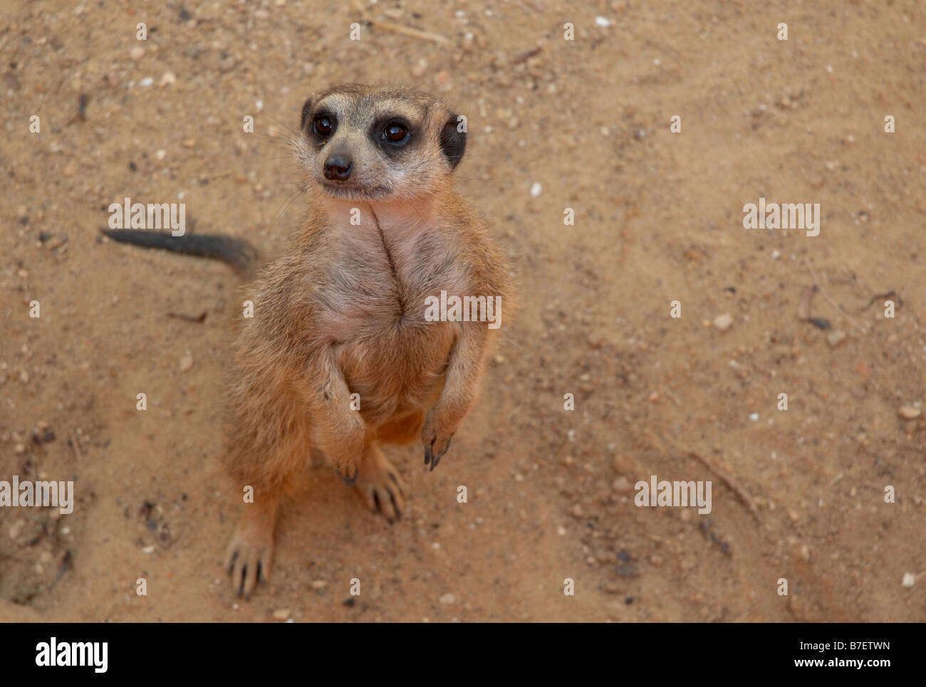 Meerkat paw hi-res stock photography and images - Alamy