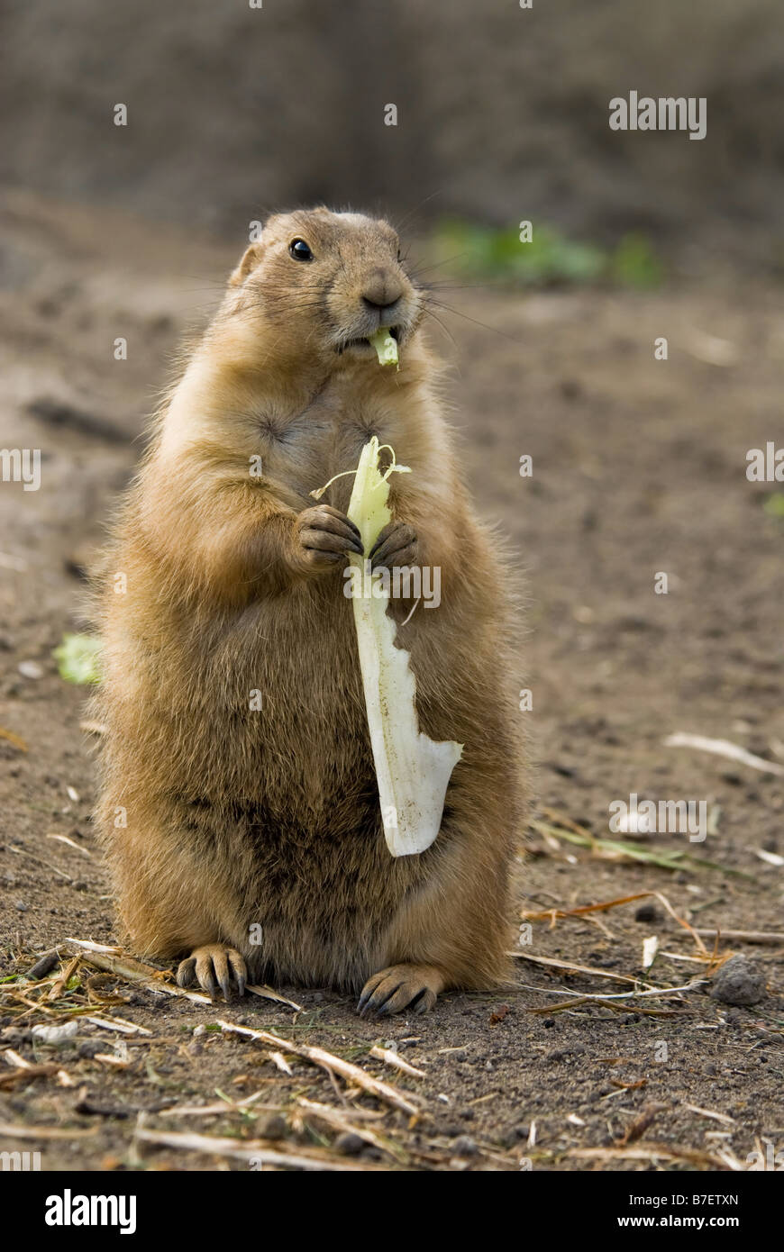 cute prairie dog Stock Photo - Alamy