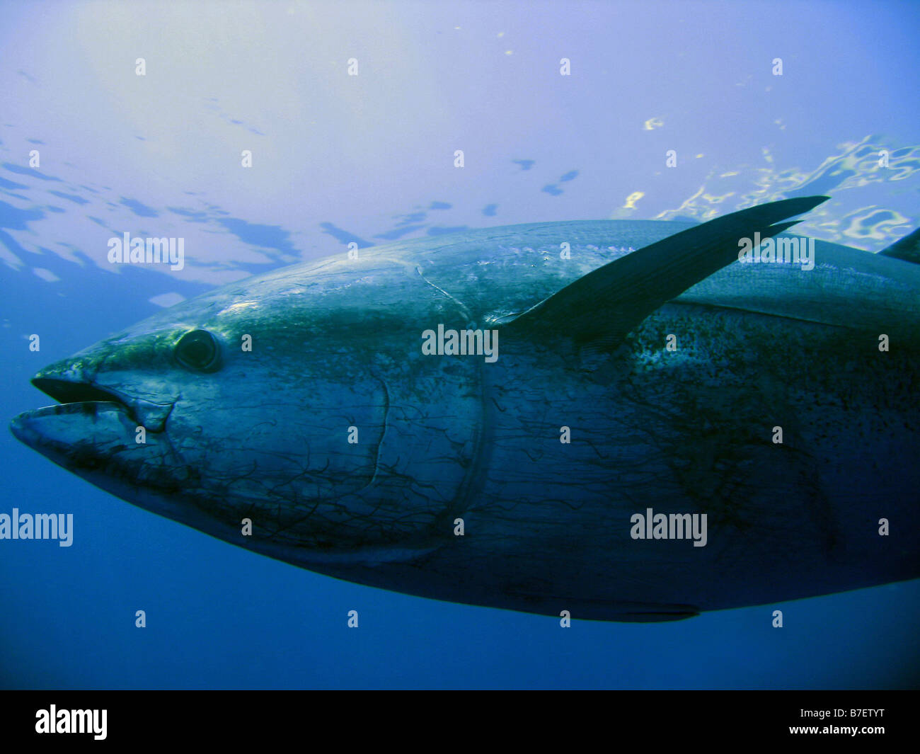 Bluefin Tuna in transport cage Stock Photo - Alamy