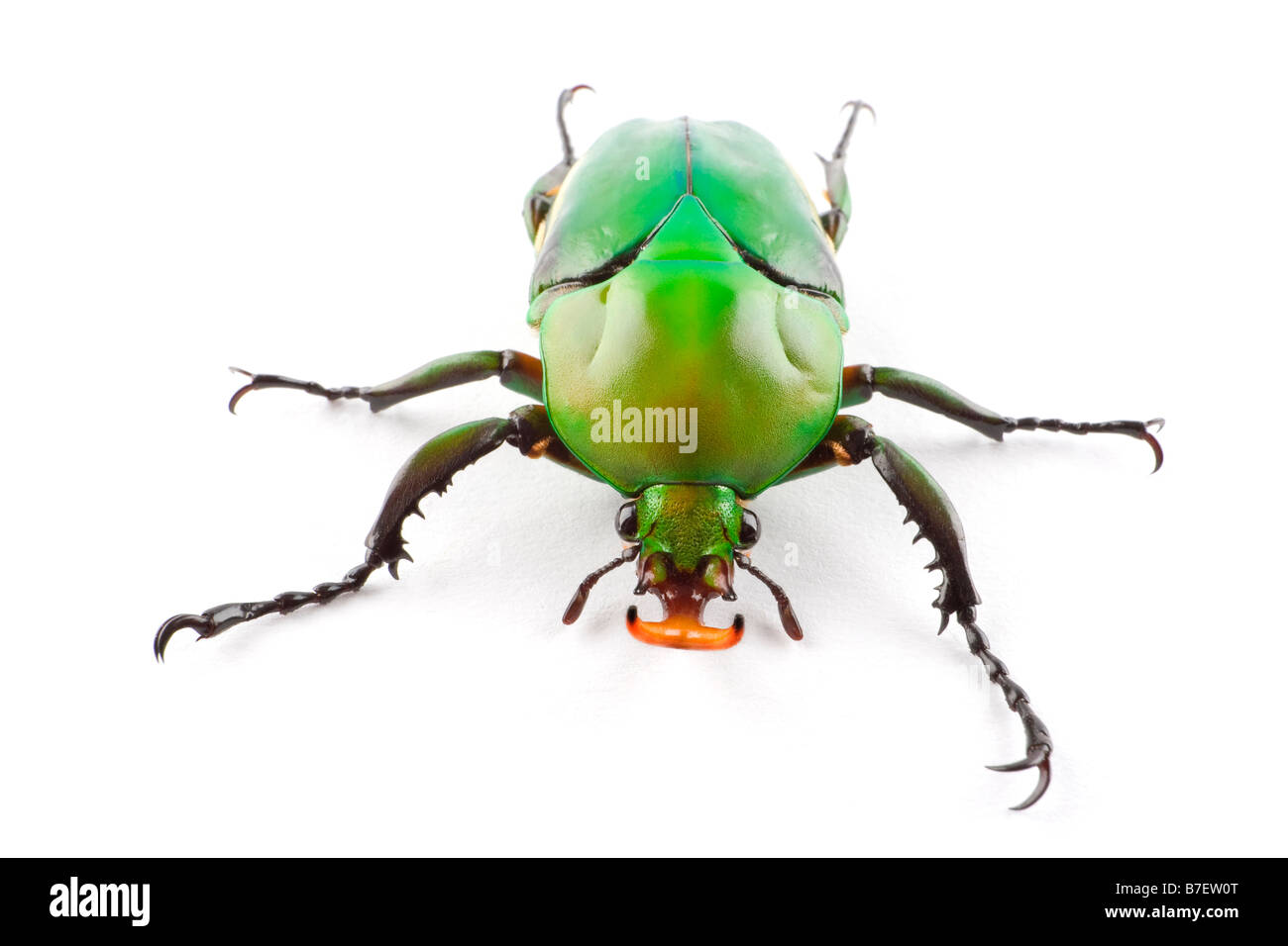 Green Flower Beetle Stock Photo - Alamy