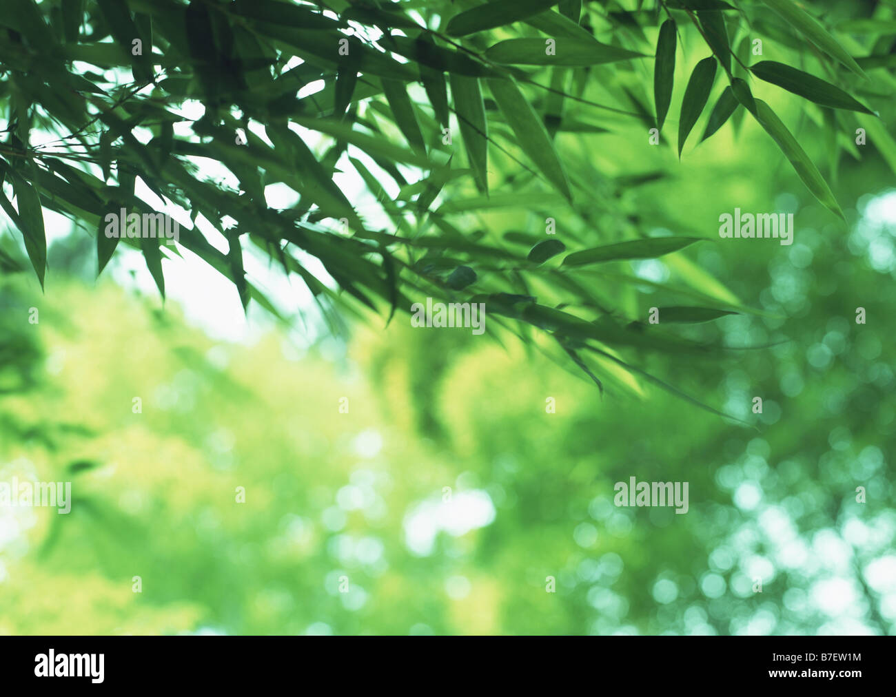 Bamboo blade hi-res stock photography and images - Alamy