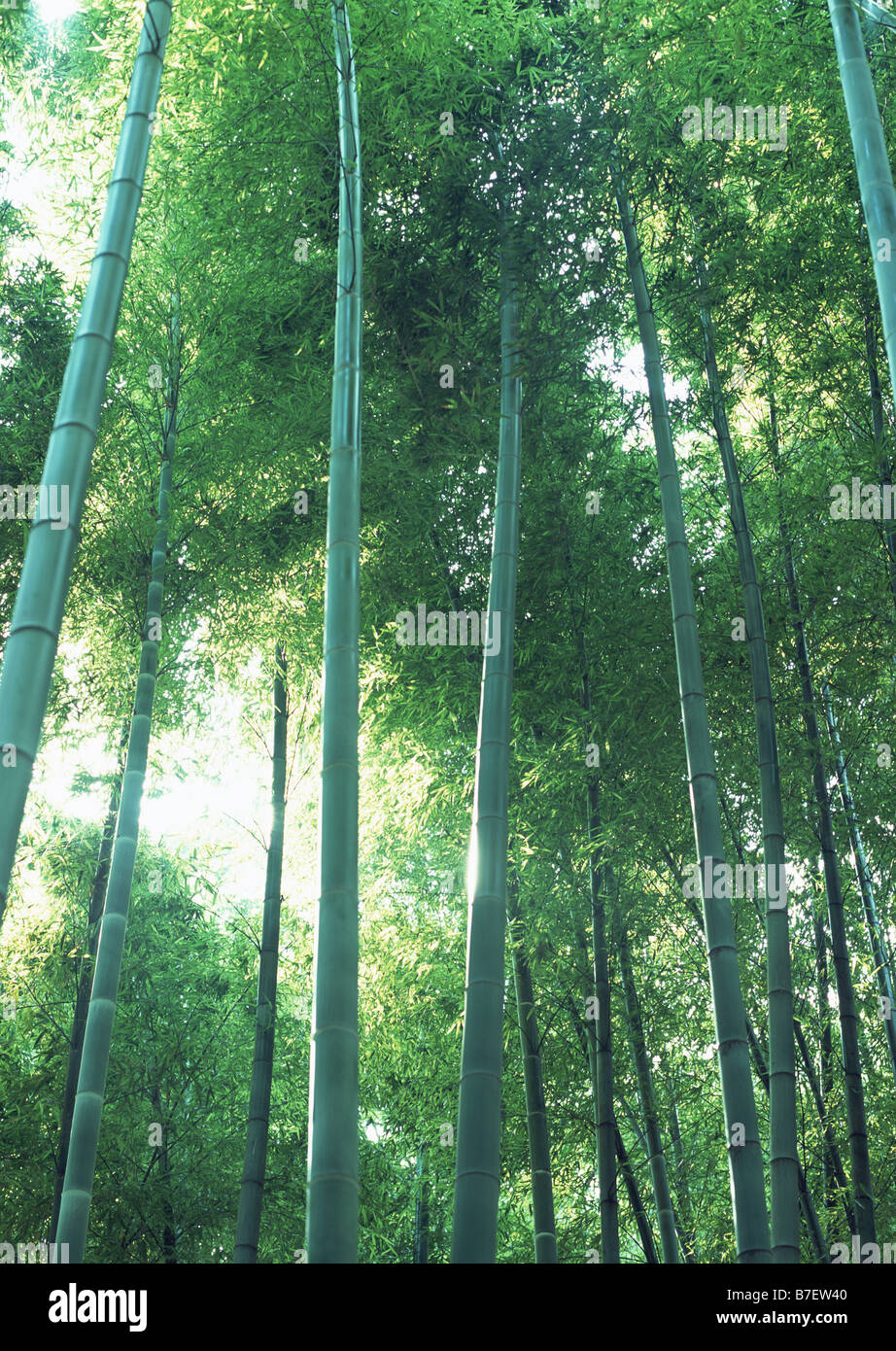 Inside view bamboo forest hi-res stock photography and images - Alamy