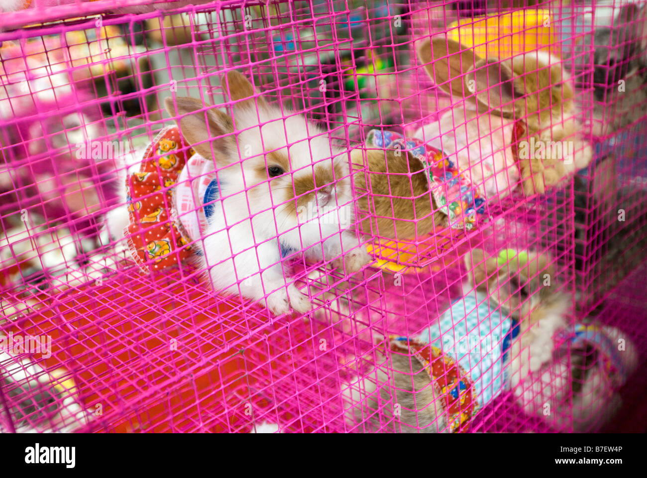 Caged rabbits wearing dresses for sale in a pet shop stall at Chatuchak ...
