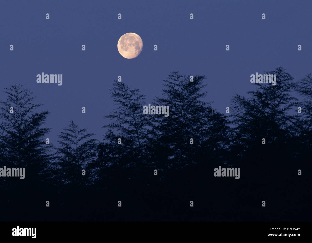 Full moon in clear sky Stock Photo - Alamy