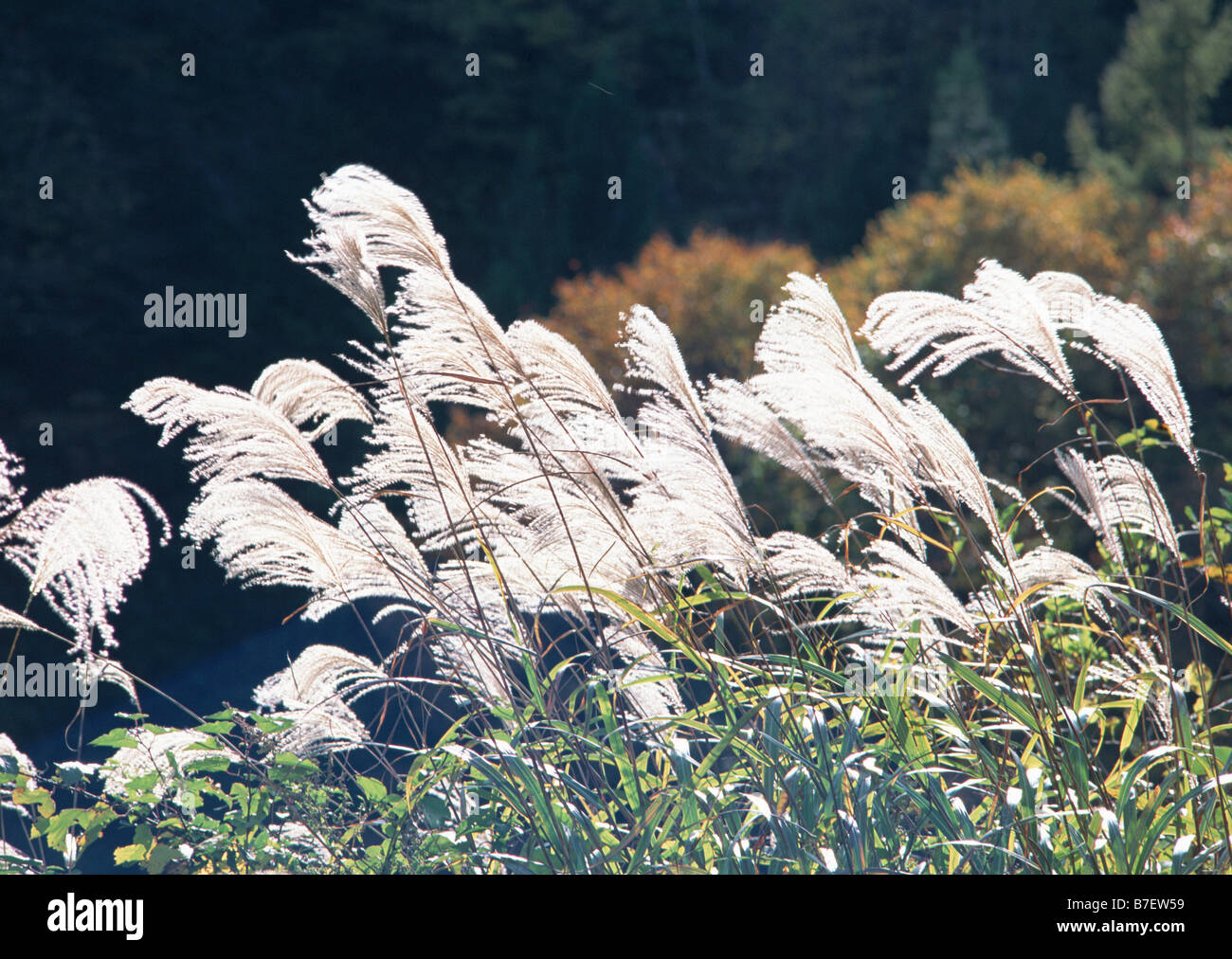 Japanese silver grass Stock Photo - Alamy
