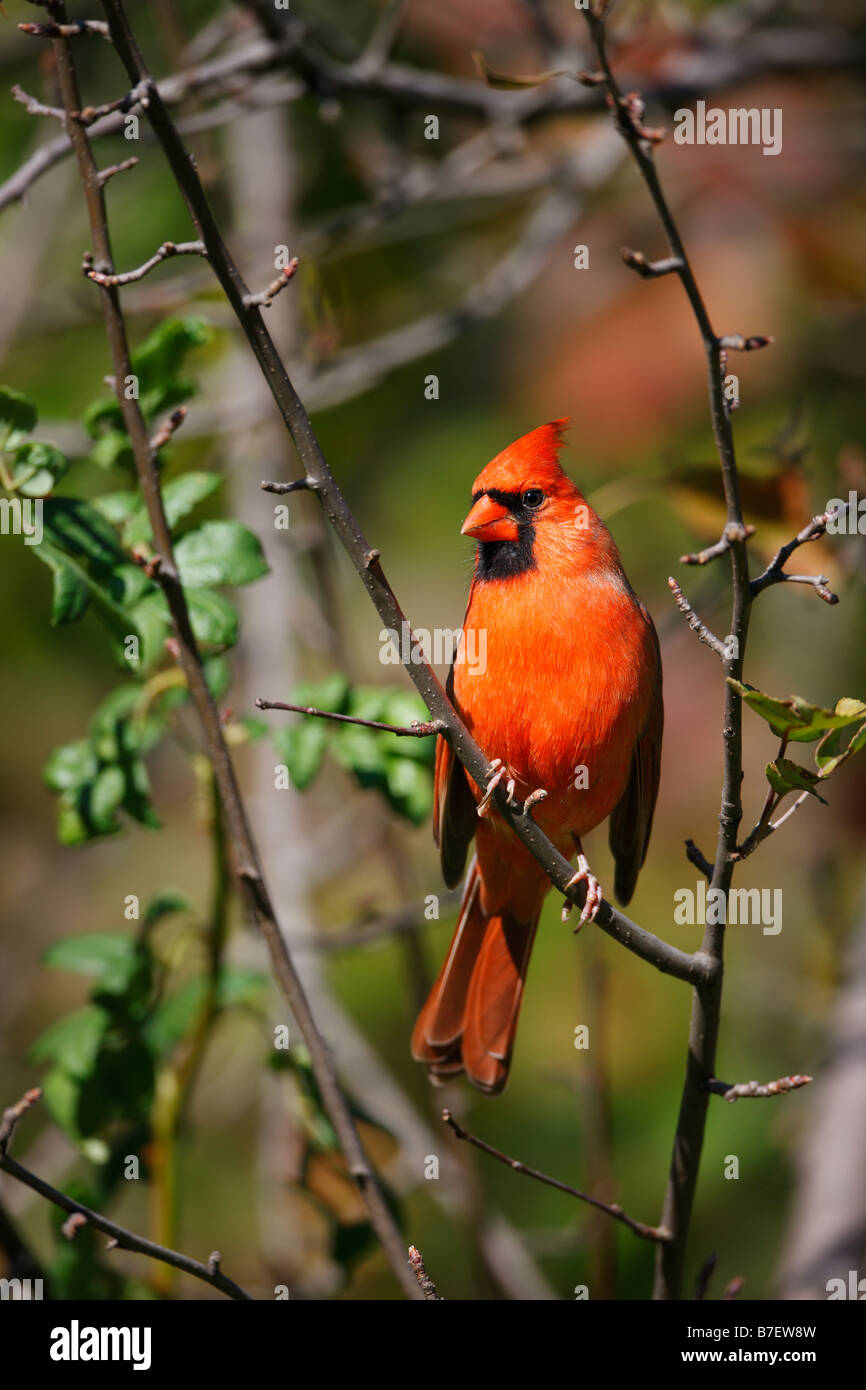 Northern Cardinal Cardinalis cardinalis cardinalis Stock Photo - Alamy