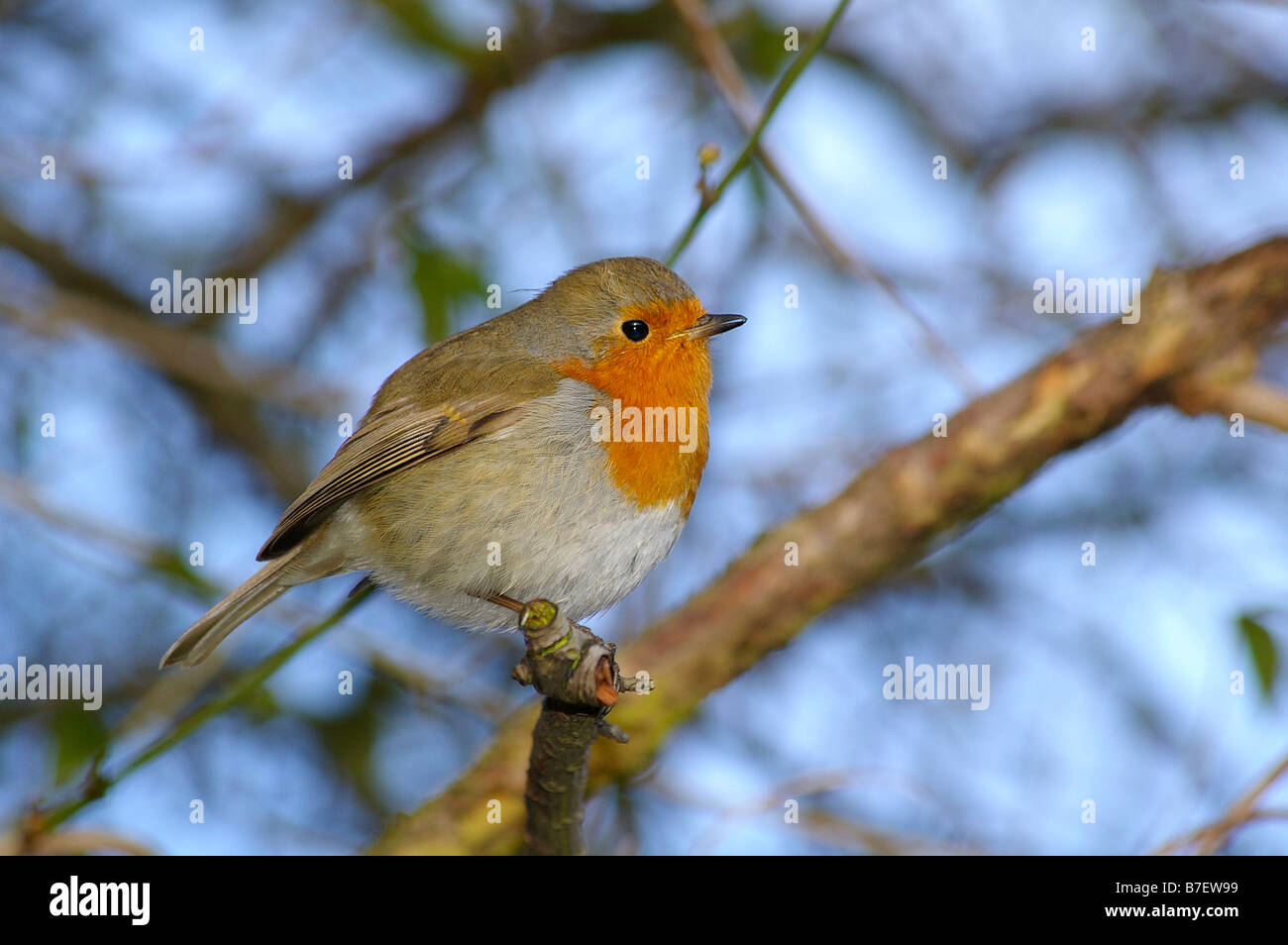 Robin in tree Stock Photo - Alamy