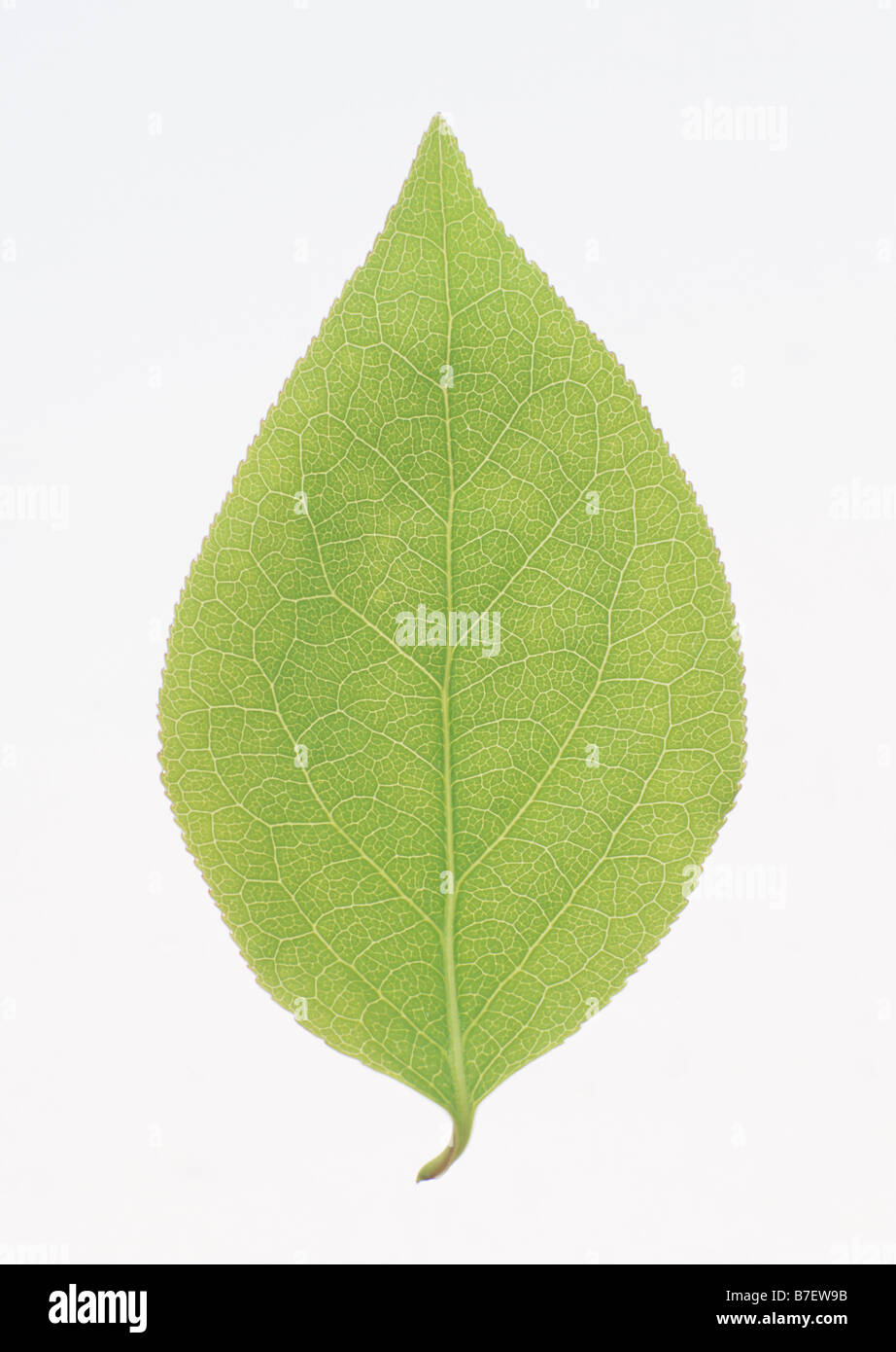 Staff vine leaf Stock Photo - Alamy