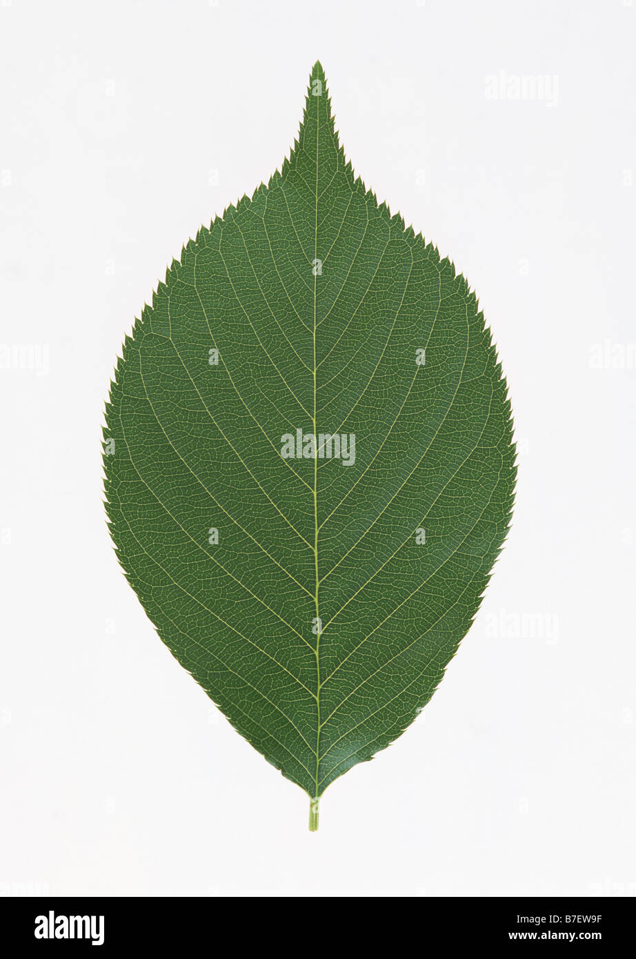 A leaf of cherryblossom Stock Photo - Alamy