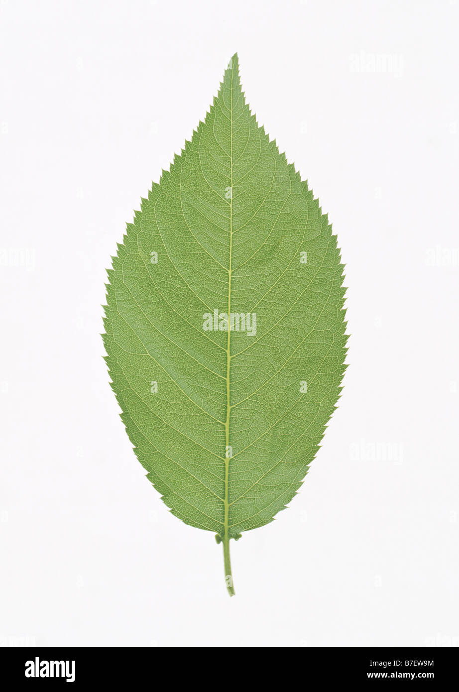 A leaf of cherryblossom Stock Photo - Alamy