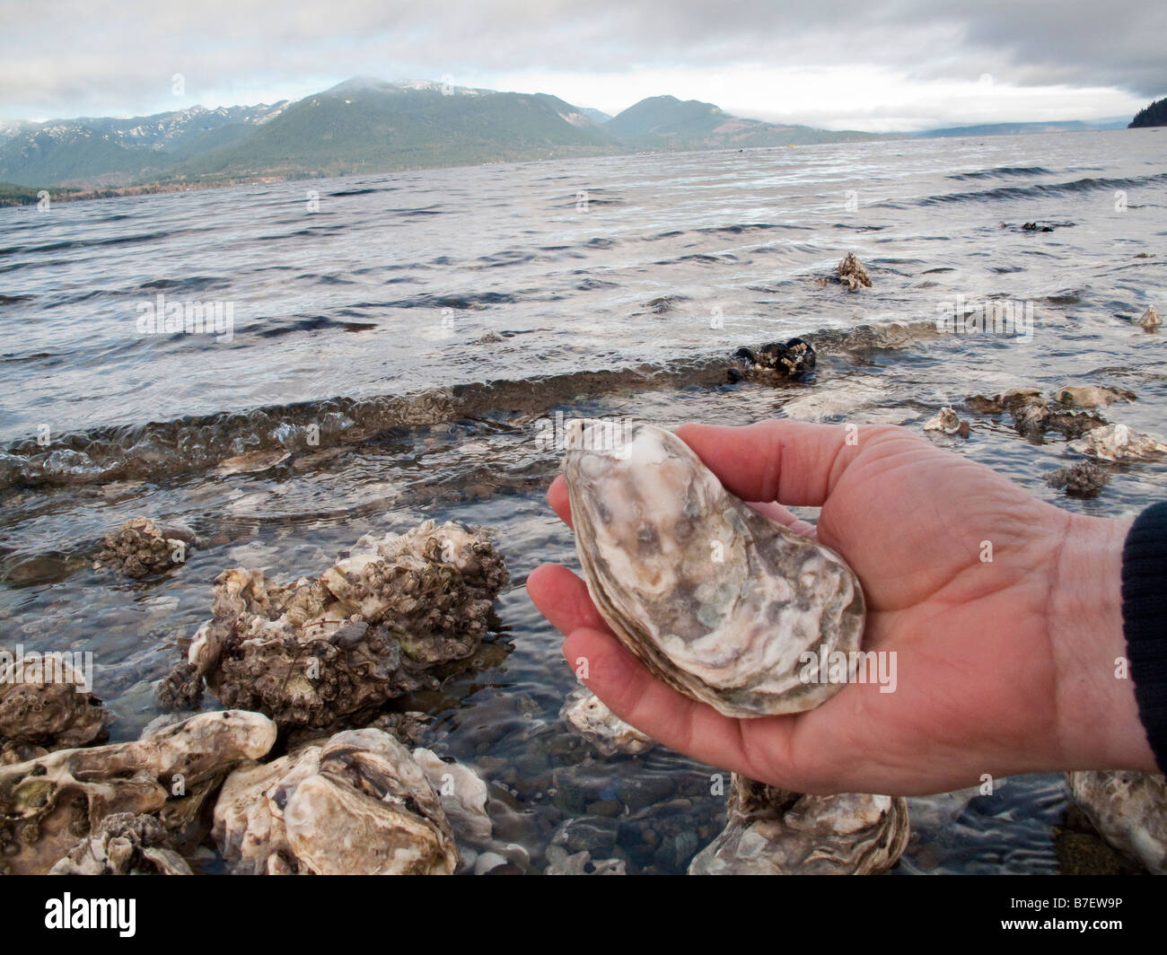 Hand oyster hi-res stock photography and images - Alamy
